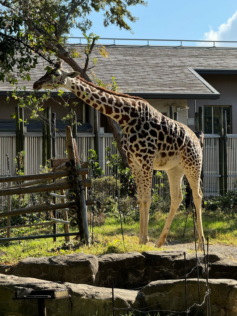 Hayvanat bahçeleri Zoo, Osaka, foto