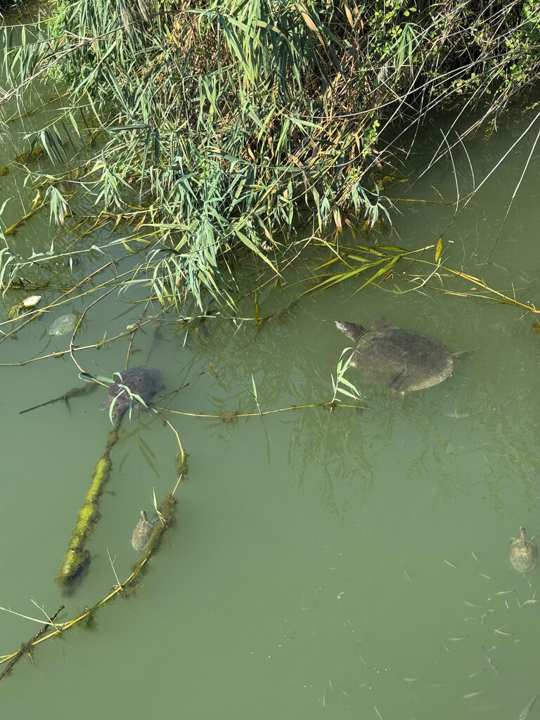 Unutulmaz olayların yeri Schildkrötenbrücke Turtle Bridge, Manavgat, foto