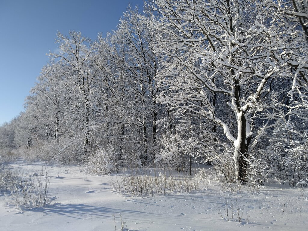 Orman Levzhenskiy Forest, Mordovya, foto