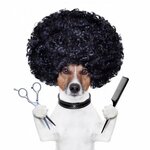 Groom Room (Korolyova Avenue No:64к1), evcil hayvan kuaförleri  Saint‑Petersburg'dan