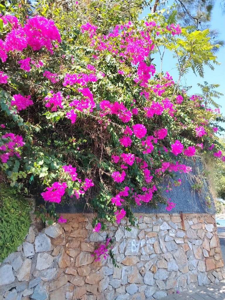 Akvaryumlar Dolphin Park Yunuslarla Terapi ve Eğlence Merkezi - Marmaris, Marmaris, foto