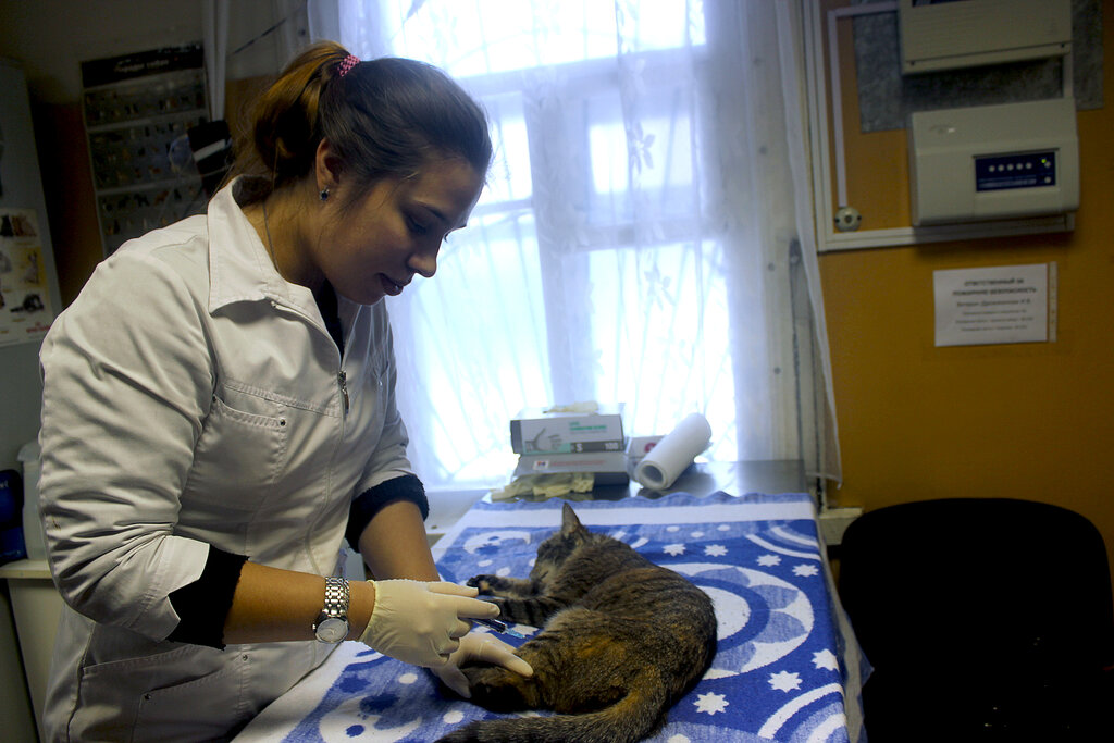 Veteriner klinikleri Shlisselburgskiy veterinary site, Shlisselburg, foto