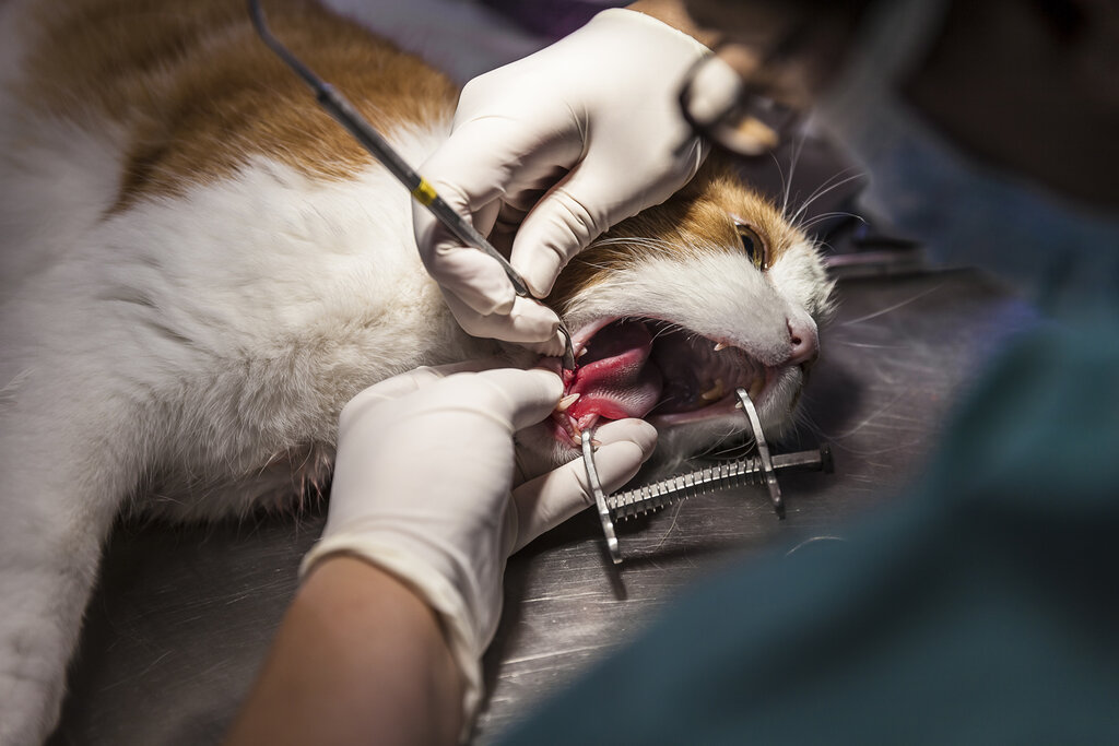 Evcil hayvan yetiştiricileri Tierklinik24, Aargau, foto