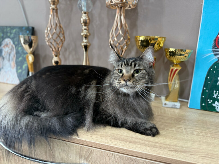 Evcil hayvan kuaförleri Бонифаций, Blagoveshchensk, foto