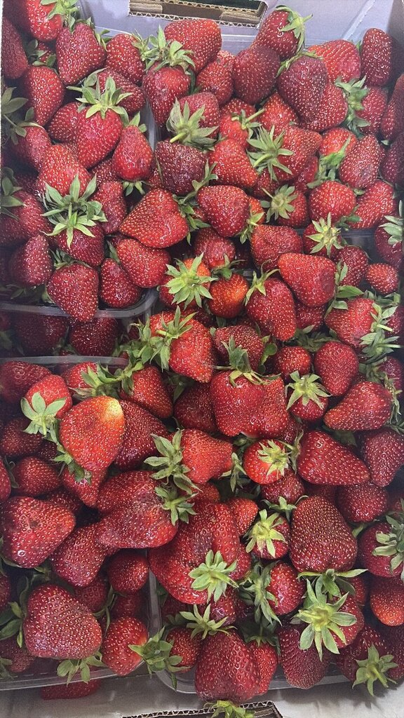 Grocery Dihan, Çimkent (Şımkent), foto