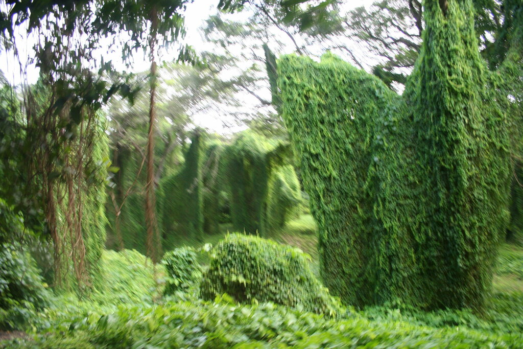 Kültür ve eğlence parkları Parque Almendares, Havana, foto