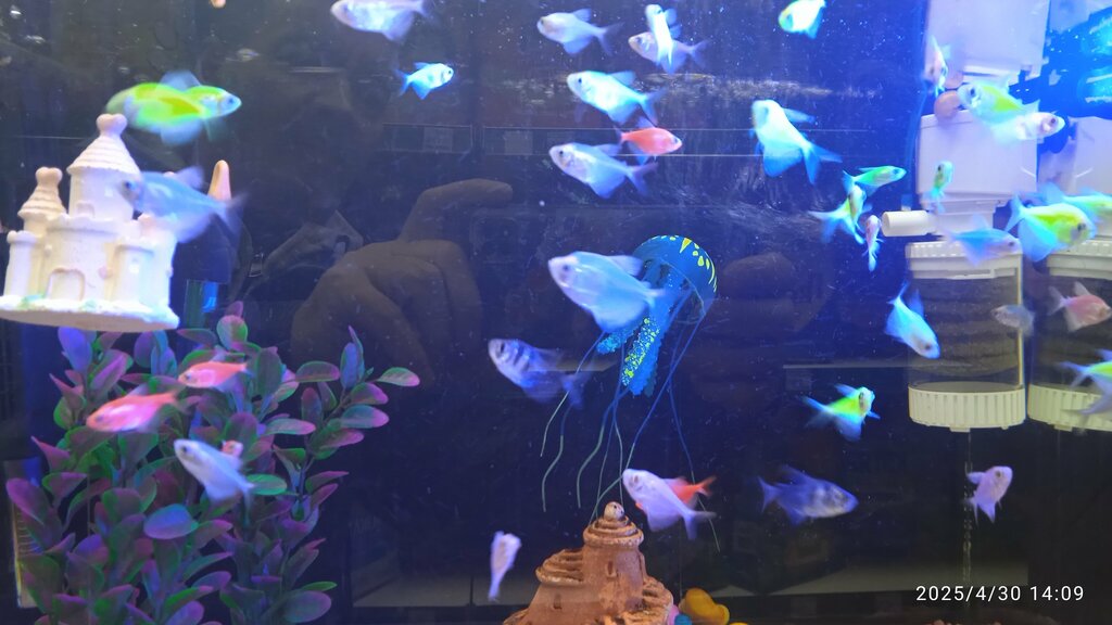 Petshop Барон, Ulan‑Ude, foto