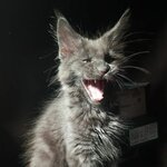 Moveon (Novaya ulitsa No:10, selo Krasnopolye), evcil hayvan yetiştiricileri  Penzenskaya oblastından