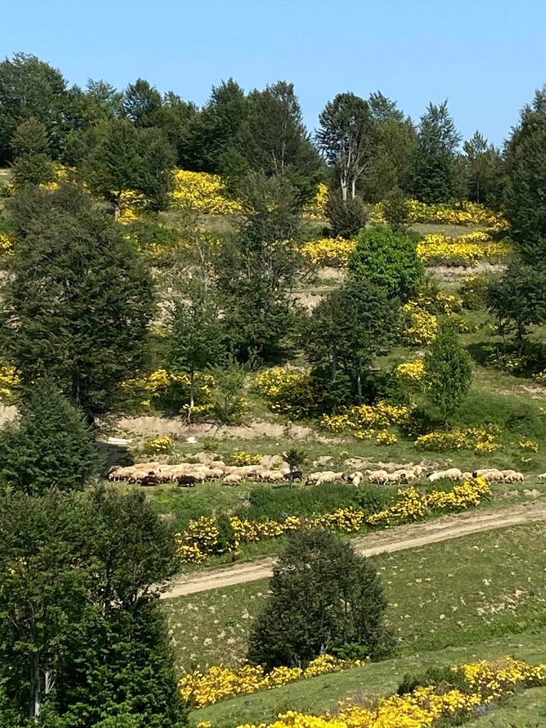 Otel Tanoba kasabası, Erbaa, foto