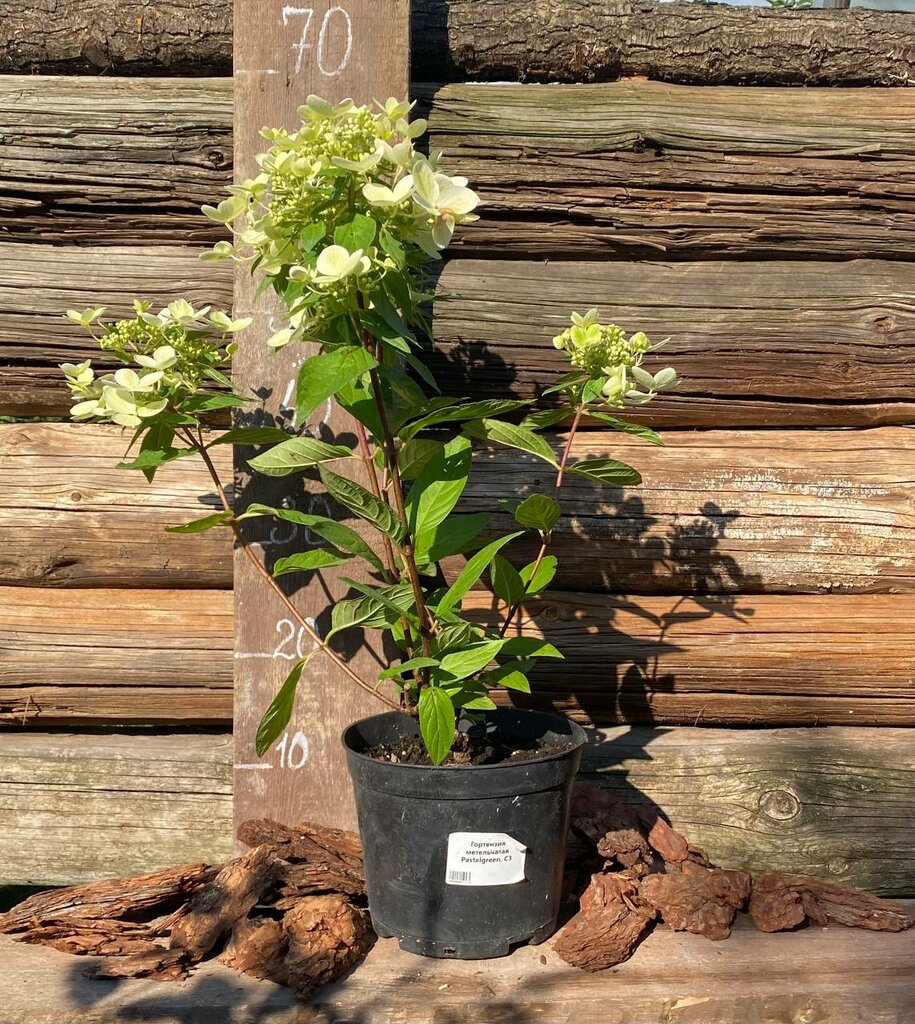 Sera ve bahçe ürünleri LakinskLorik, Lakinsk, foto