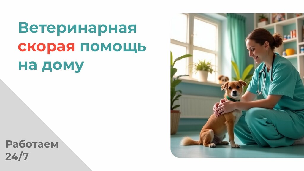 Evcil hayvan kuaförleri ЗооЛайф, Moskova, foto