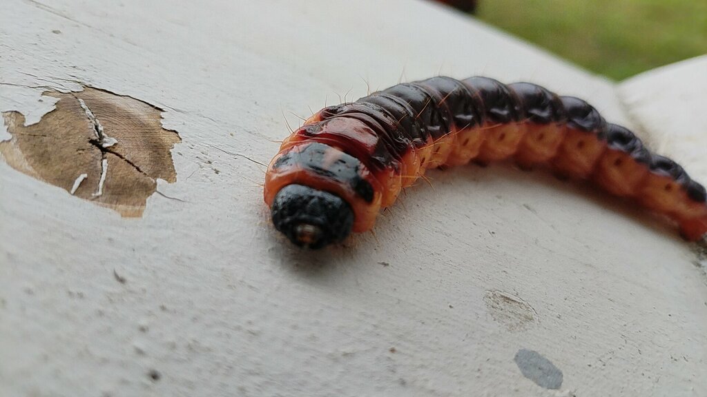 Yol kenarı dinlenme alanı Площадка для большегрузного транспорта, Vologodskaya oblastı, foto