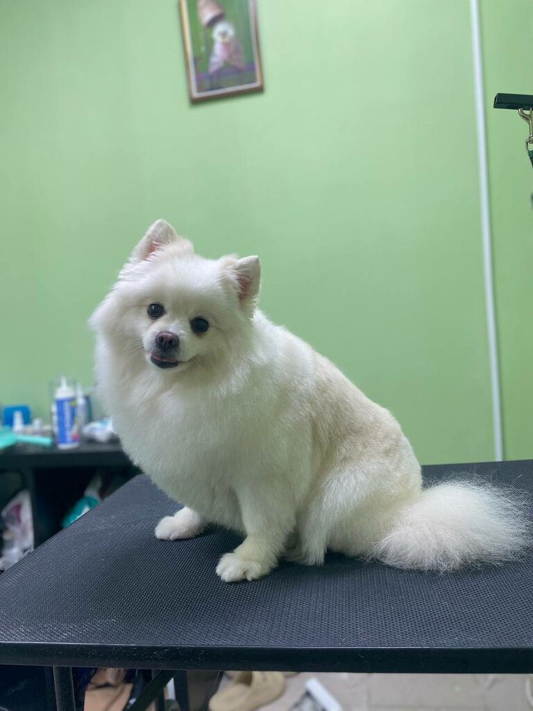 Evcil hayvan kuaförleri Улыбка Чеширского Кота, Vladimirskaya oblastı, foto