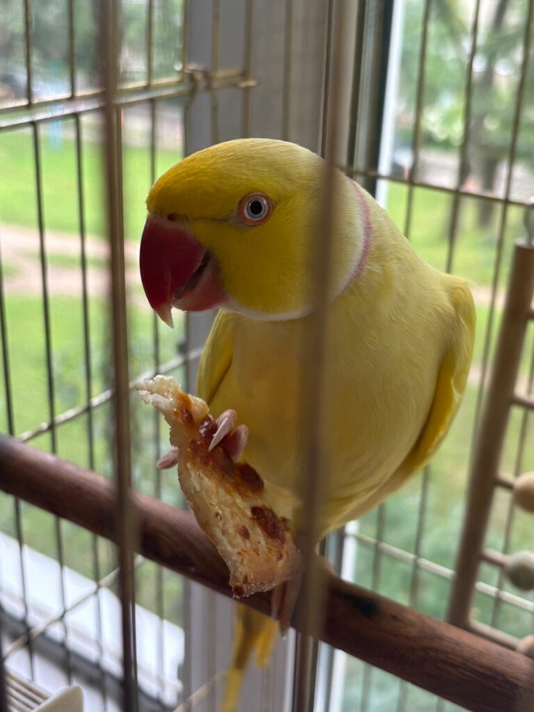 Pet otel Gostinitsa dlya zhivotnykh Chetyre lapy, Minskaya oblastı, foto