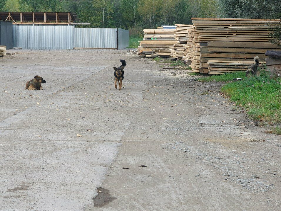 Hamam ve sauna inşaatı Ремеслоизба, Başkurdistan, foto