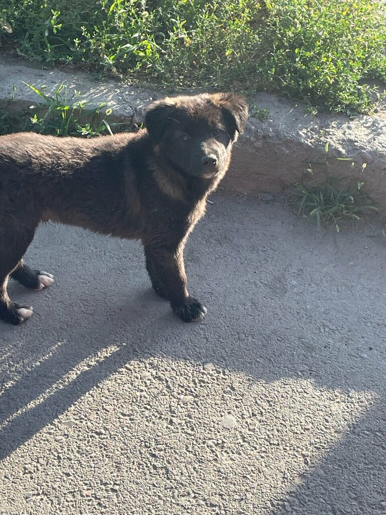 Beyaz eşya mağazaları Baumatic-Pro, Almatı, foto