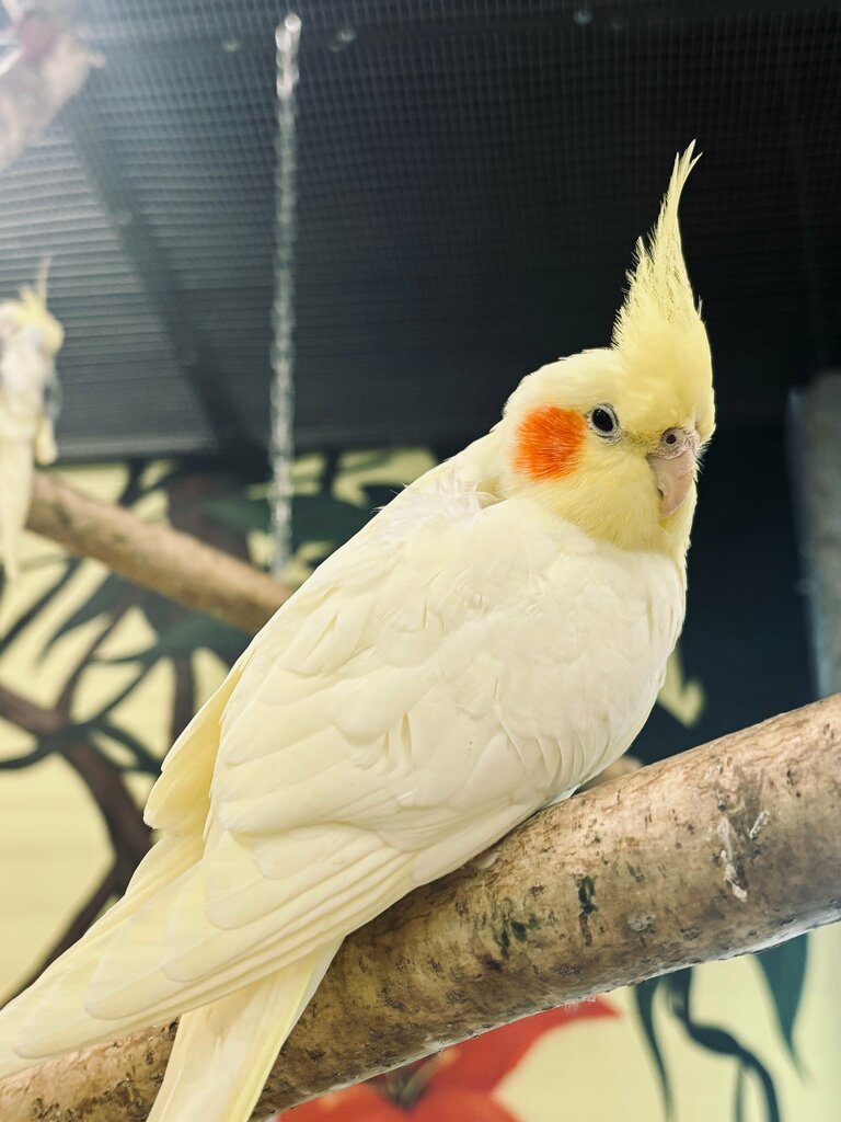 Hayvanat bahçeleri Dom Popugaev, Mytişçi, foto