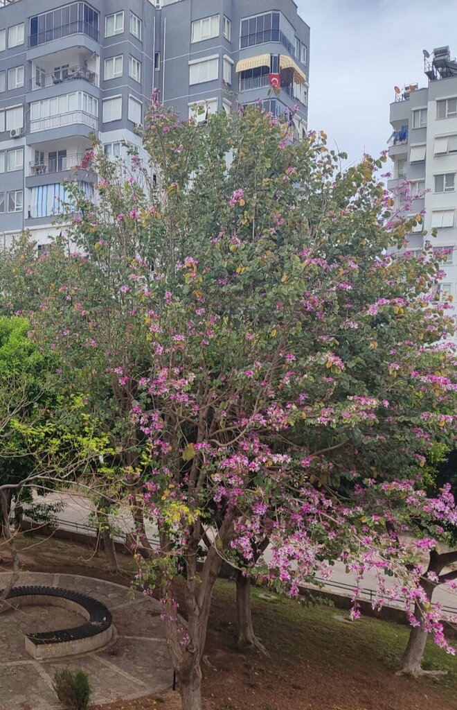 Kültür ve eğlence parkları Aşık Veysel Parkı, Antalya, foto