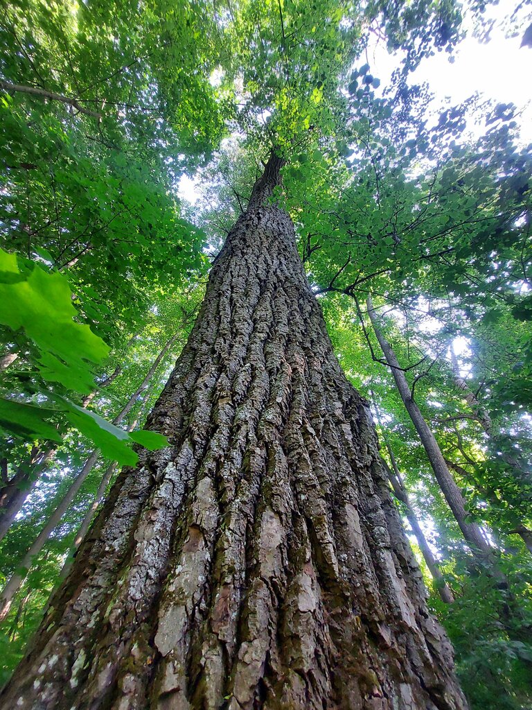Turistik yerler Усадьба Бэеров, Tulskaya oblastı, foto
