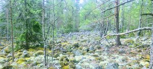 Dağ zirvesi Высота 76 метров, Pitkyaranta, foto