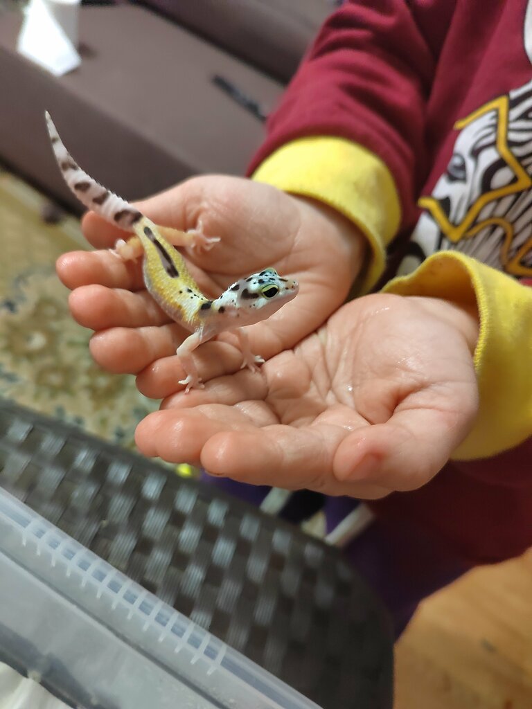 Petshop Happy Gecko Farm, Kurganinsk, foto