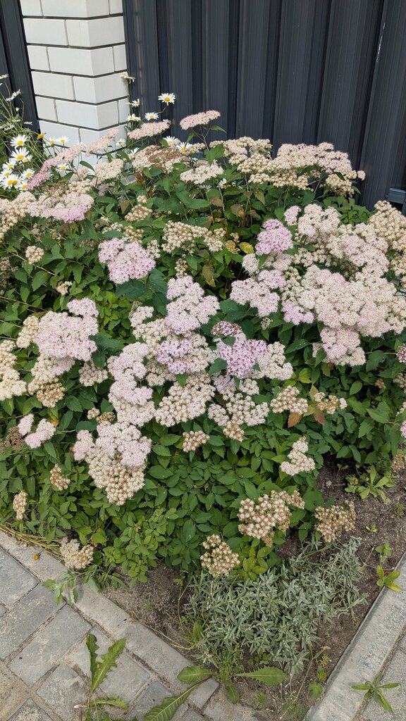 Bar Pub, bar, Papeete, foto