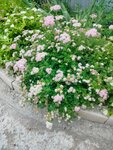 Питомник декаративно-лиственных, хвойных и ягодный кустарников (Shkolnaya ulitsa No:19, selo Repyovka), fidan yetiştiriciliği  Ulyanovskaya oblastından
