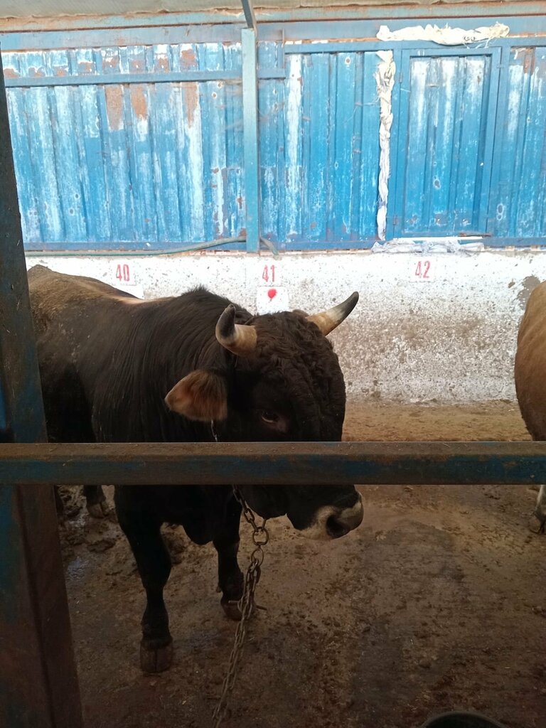 Hayvancılık Malatya Büyükbaş Besi Çiftliği, Çatalca, foto