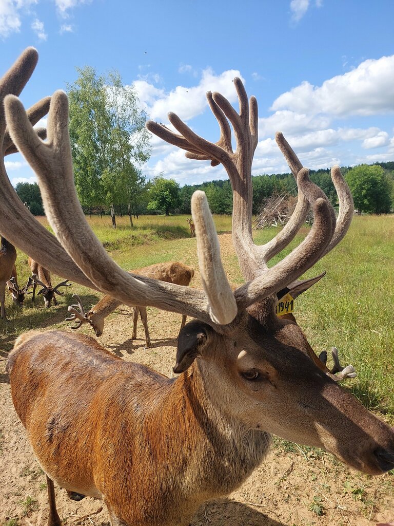 Tarım firmaları Ферма на Маркуше, Vologodskaya oblastı, foto