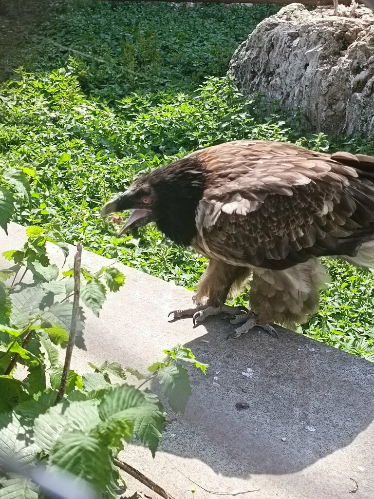 Kuşlar için büyük kafes Predatory Birds, Moskova, foto