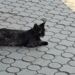 Railway station (Republic of Daghestan, Dagestanskiye Ogni, ulitsa Kozlenko), tren garları  Dagestanskie Ogni'den