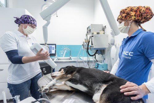 Veteriner klinikleri Acc Mag. Georg Egger Kleintierklinik- animal care center, Steiermark, foto