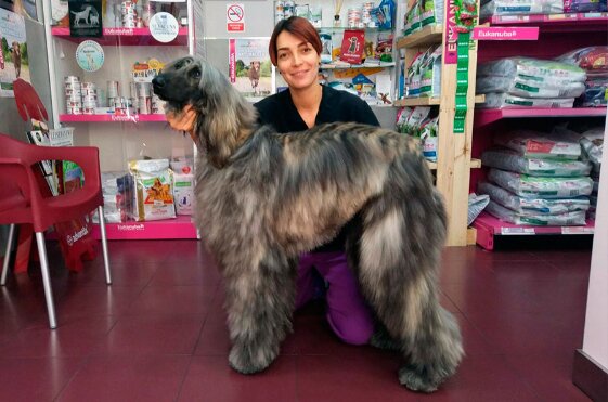 Veteriner klinikleri Clínica Veterinaria Don Quijote, Madrid, foto
