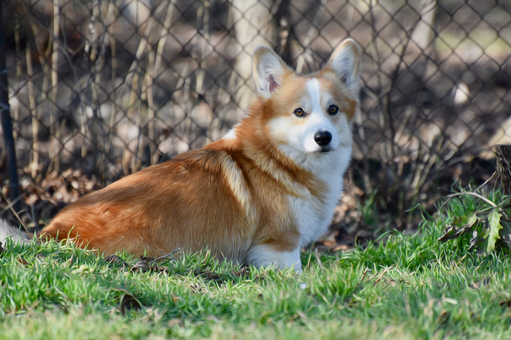 Evcil hayvan yetiştiricileri Art Raens, Krasnodarski krayı, foto