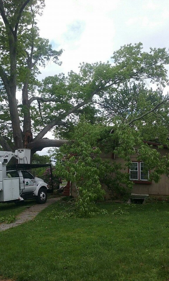 Bahçe ekipmanları ve teknolojileri East Tn Tree Service, Tennessee Eyaleti, foto