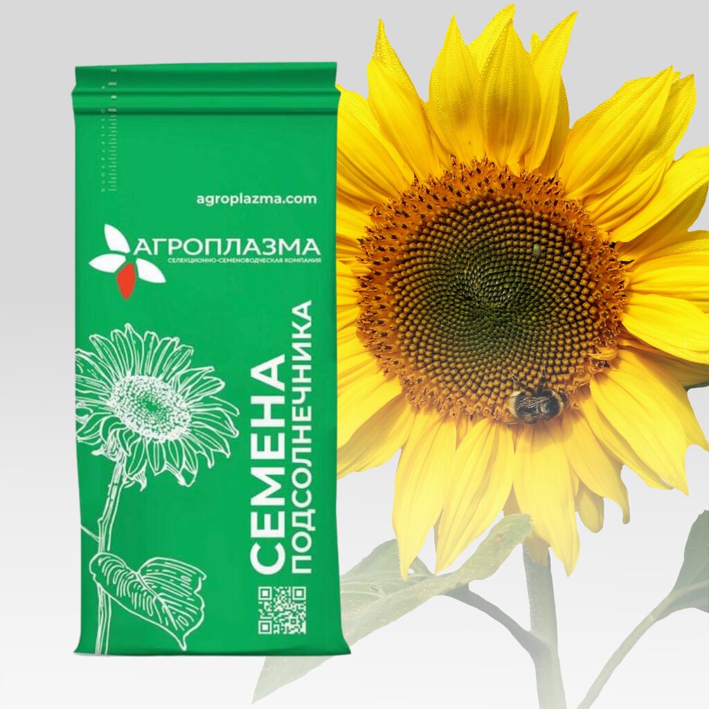 Tohum üretimi Agroplazma, Krasnodar, foto