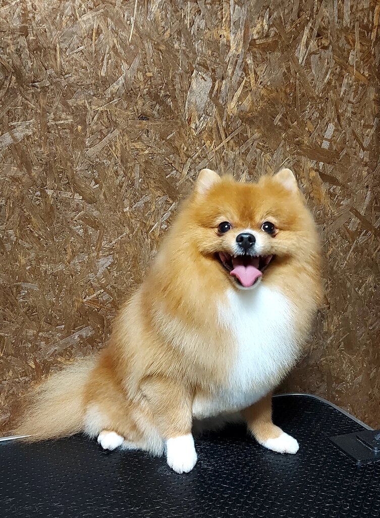Evcil hayvan kuaförleri Fluff Buddy, Kursk, foto