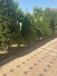 Baxora Wedding Hall (Afrosiyob ko'chasi No:1V), düğün, toplantı salonu  Cizzak'tan