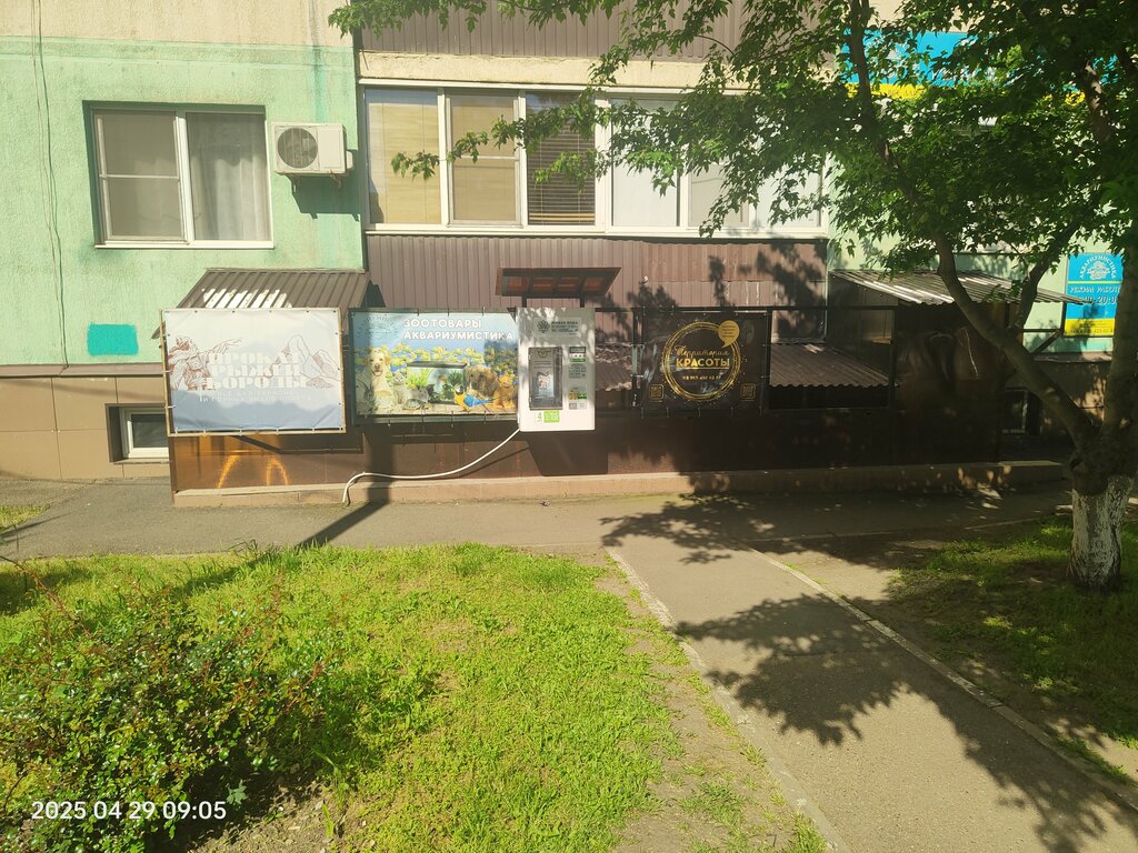 Berberler Compton, Krasnodar, foto