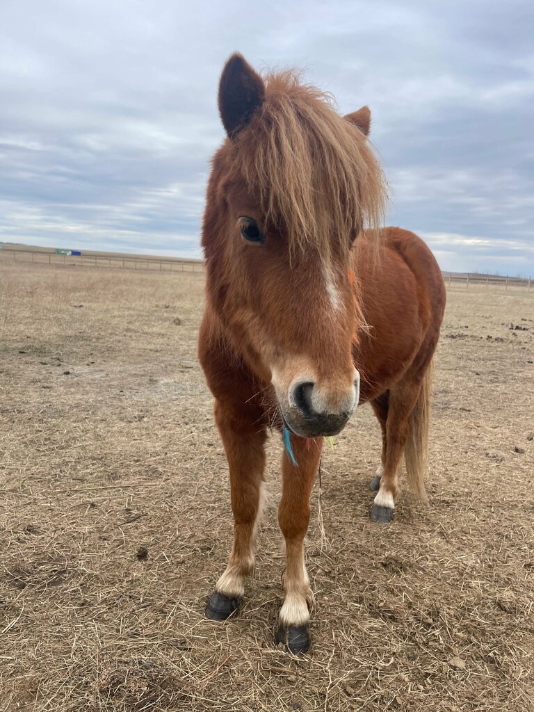 Çiftlik tatili Байкальское диво, İrkutskaya oblastı, foto