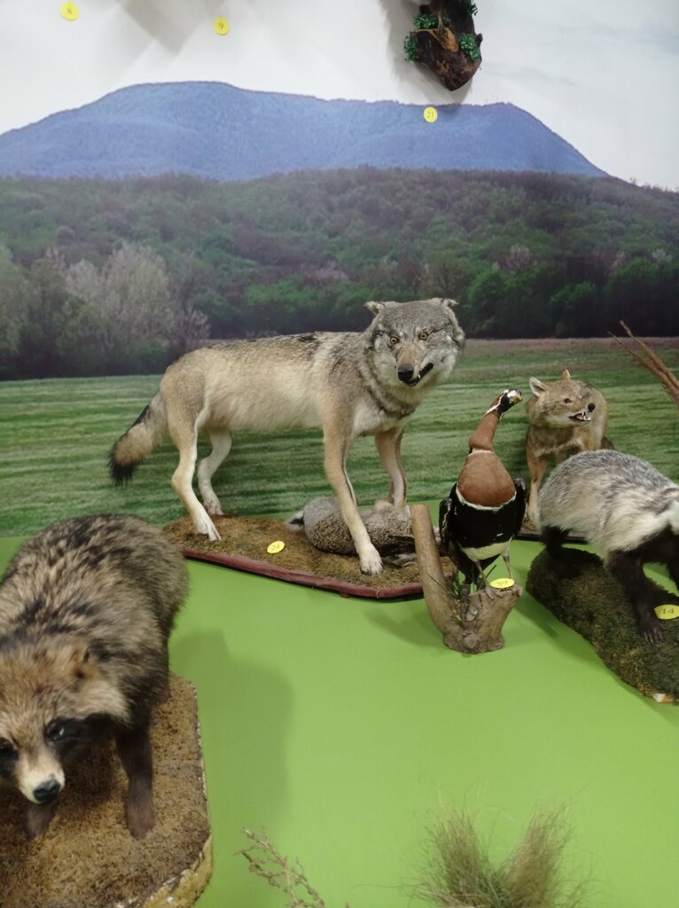 Müzeler ve sanat galerileri Seversky Museum of Local History, Krasnodarski krayı, foto