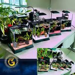 Golden Dream Ornamental Fish Trading (Bavariya Building, Abu Shagara, Al Qasimiah, Sharjah), akvaryumlar  Sharjah'tan