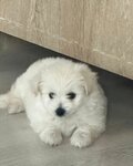 Ciklet Pet Shop (Bahçelievler Mah., Turhan Koçal Cad., No:2/B-C, Merkez, Yalova), petshop  Yalova'dan