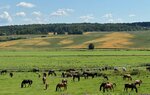 Конный завод (Minski District, Zhdanovicki Rural Council), hayvancılık  Minskaya oblastından