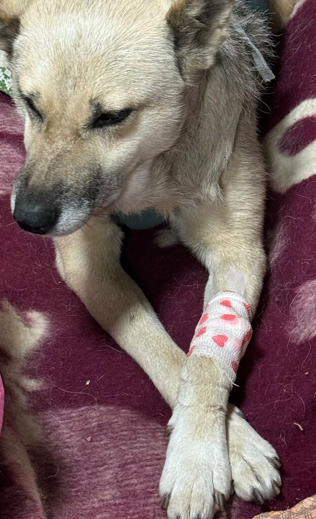 Veteriner klinikleri Государственный Очёрский ветеринарный участок, Oçer, foto