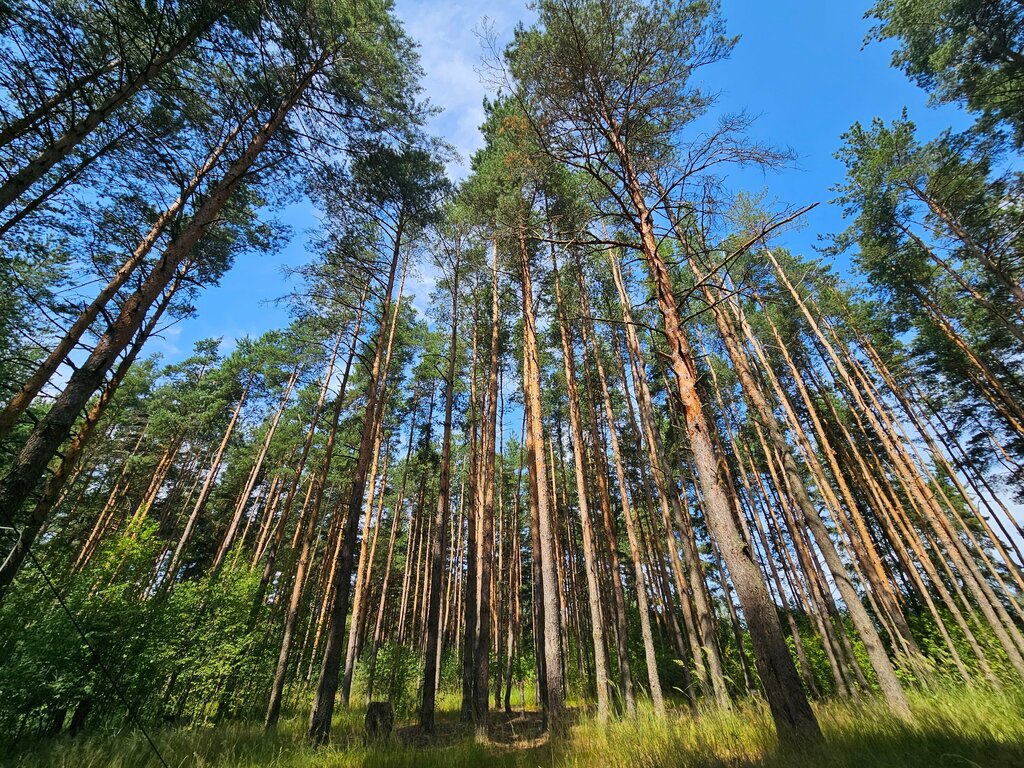 Piknik alanı Место для пикника, Moskova ve Moskovskaya oblastı, foto