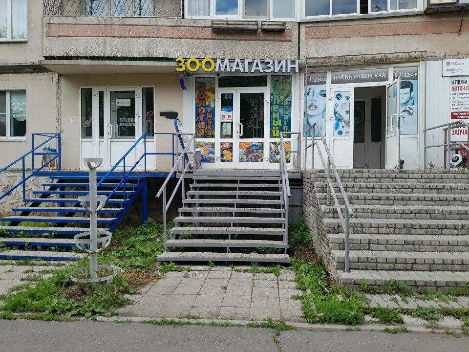 Akvaryumlar Gold fish, Magnitogorsk, foto