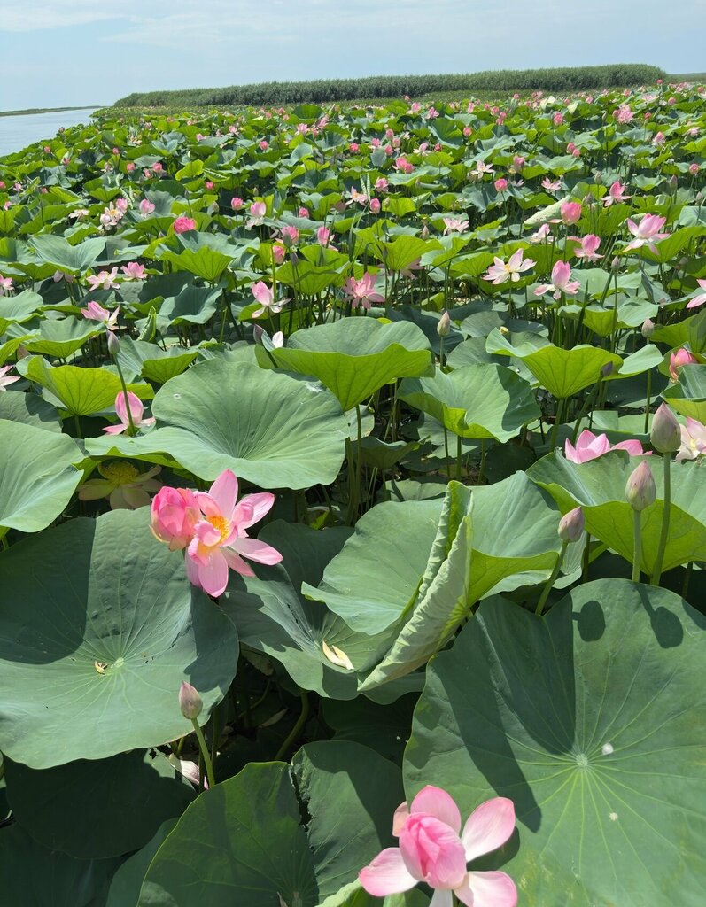 Resort oteller, tesisler Black Fish, Astrahanskaya oblastı, foto