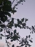 Semey Tazalyk (Shóje Qarjaýbaıuly dańǵyly No:247), çöp hizmetleri  Semey'den