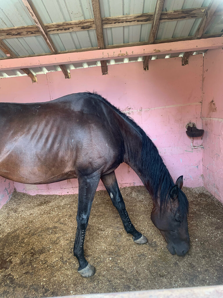 At ve binicilik kulüpleri Mavi At Binicilik Merkezi, İstanbul, foto